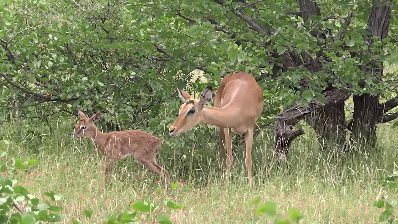 Newborn impala learns to walk - so cute! - YouTube