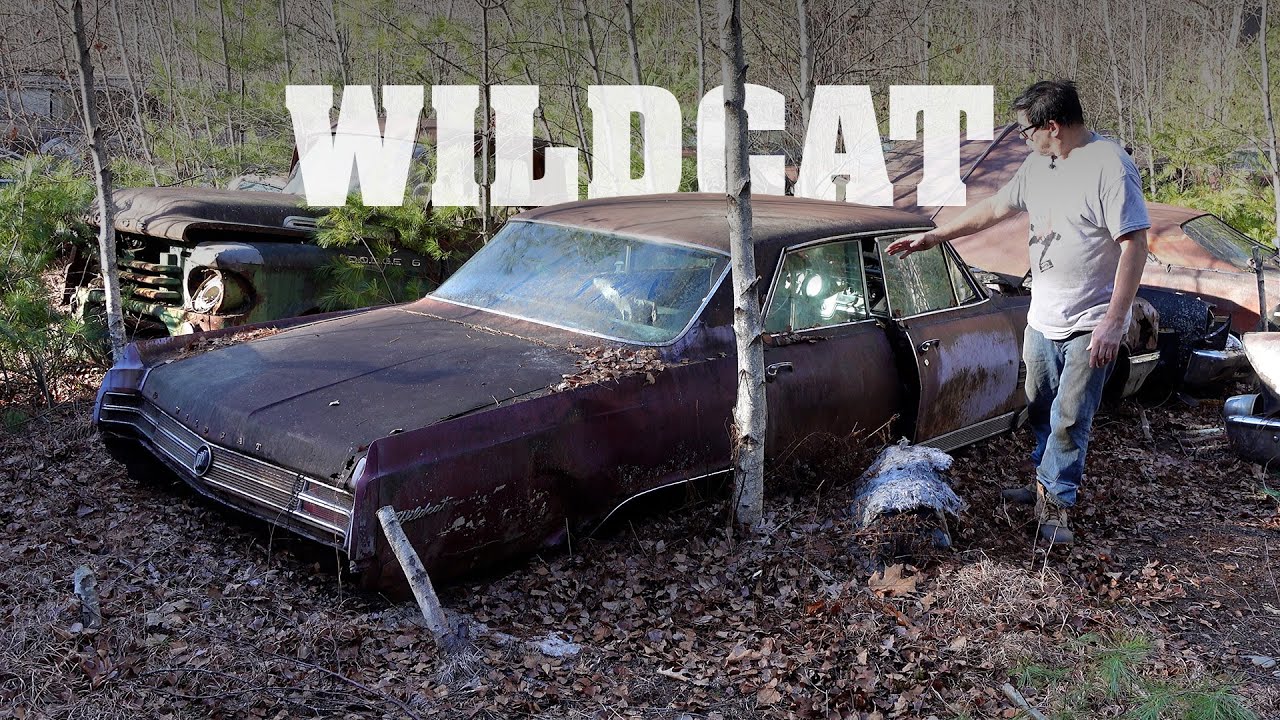 Wildcat Scratch Fever Dream - YouTube