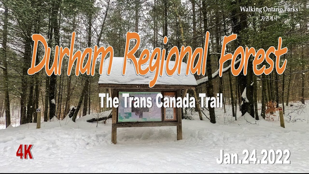 [4K] Durham Regional Forest, #1, [2022.01.24] - YouTube