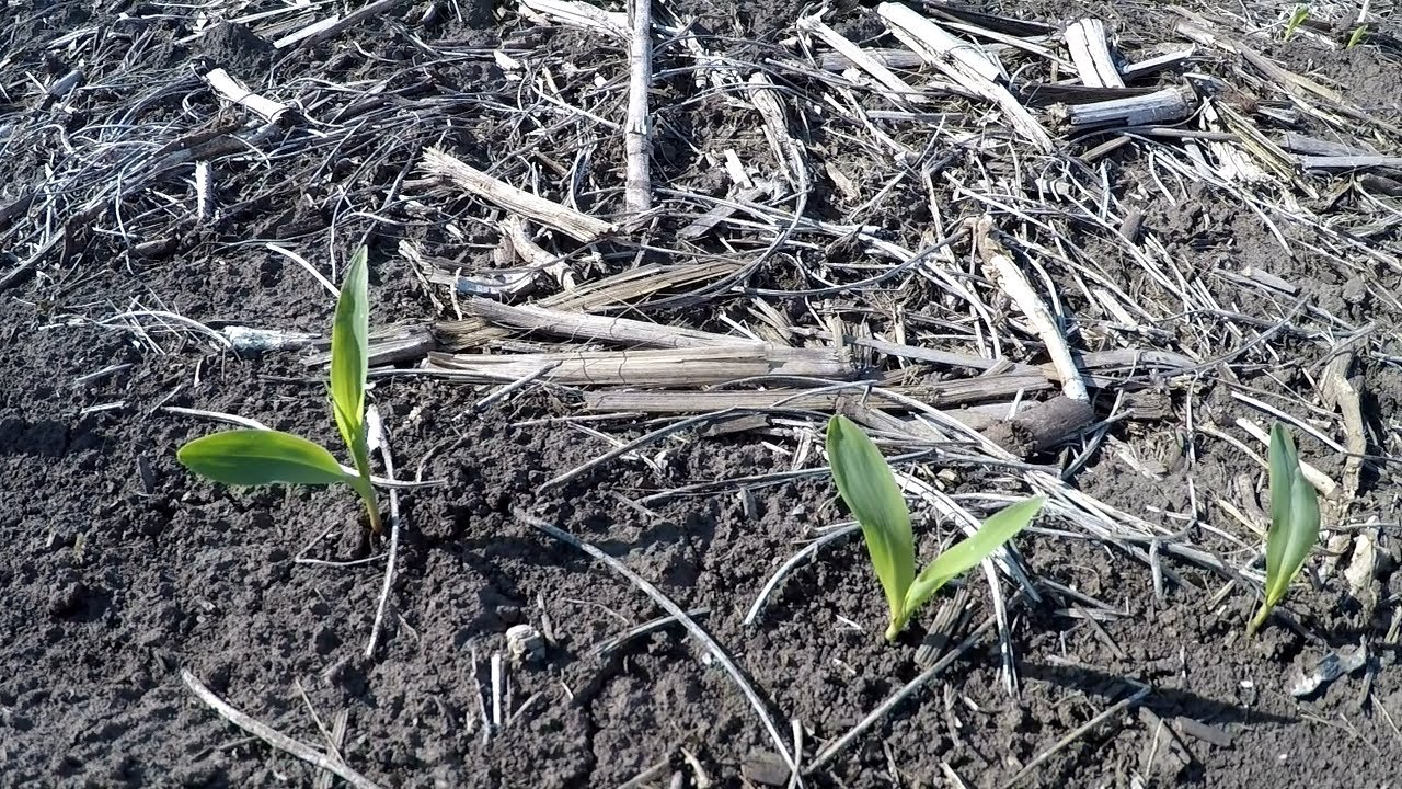 Crop Scouting & Starting Corn Spraying - YouTube