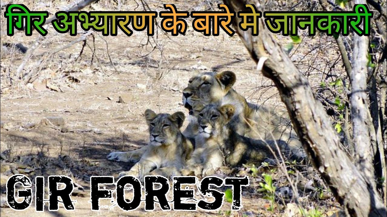 gir national park ke bare me jankari / गिर अभ्यारण के बारे में जानकारी ...