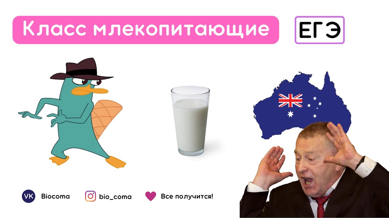 Все про Класс Млекопитающие | Ароморфозы и Перри Утконос | Biocoma ...