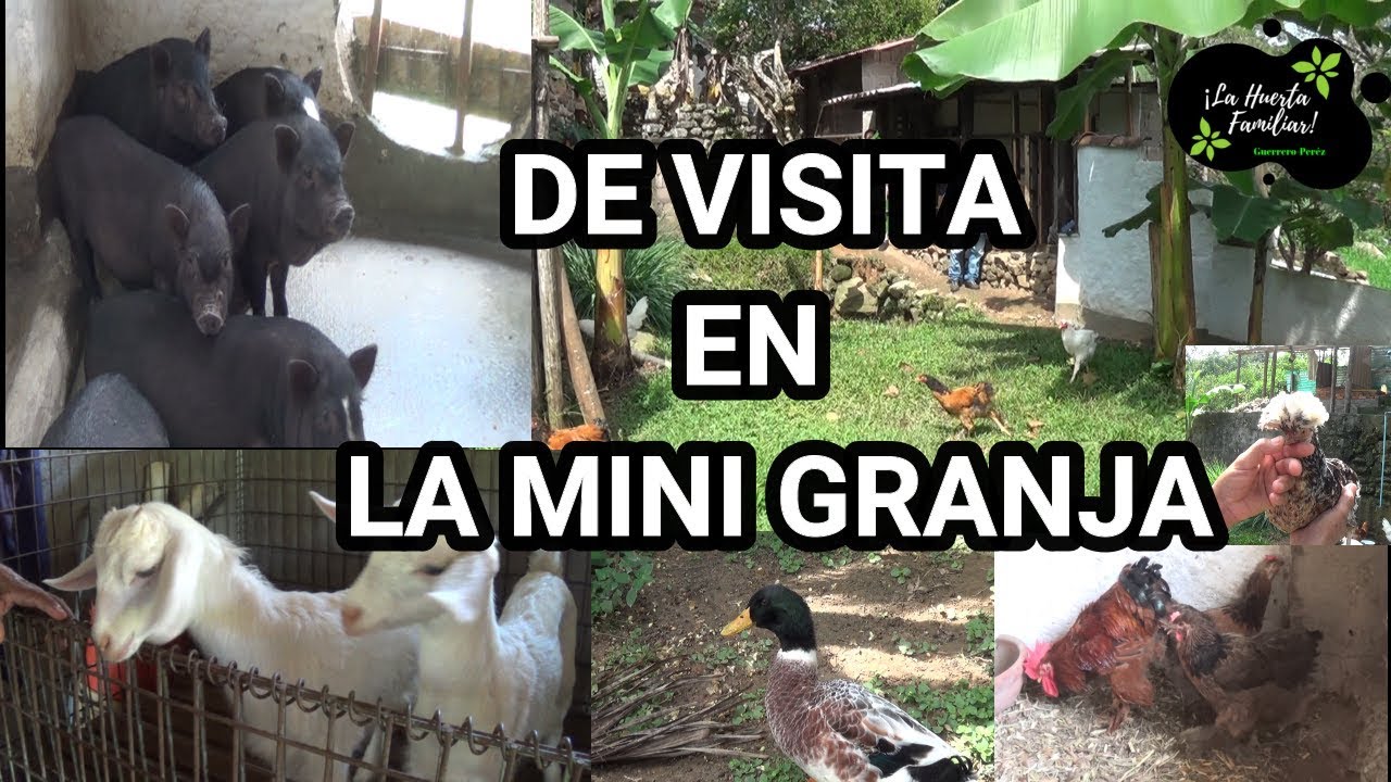 VISITANDO MINI GRANJA DEL SR ARENAS - YouTube