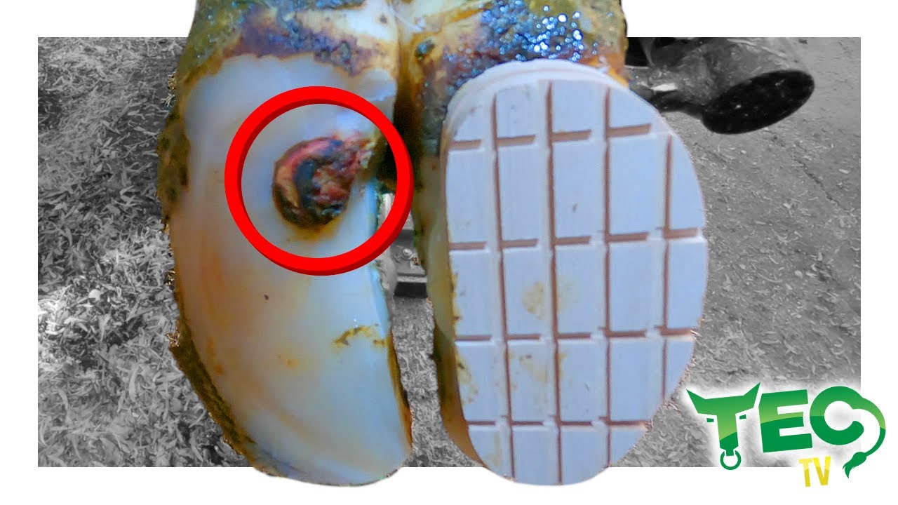 CORIUM BALLOONS THROUGH COW'S FOOT, Farm Walk | TEC TV - YouTube