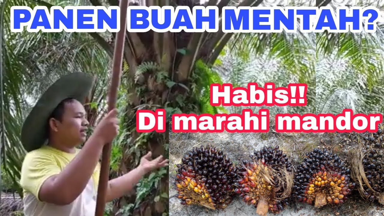 KRITERIA BUAH MATANG TANDAN SEGAR KELAPA SAWIT | STANDAR PANEN SAWIT ...