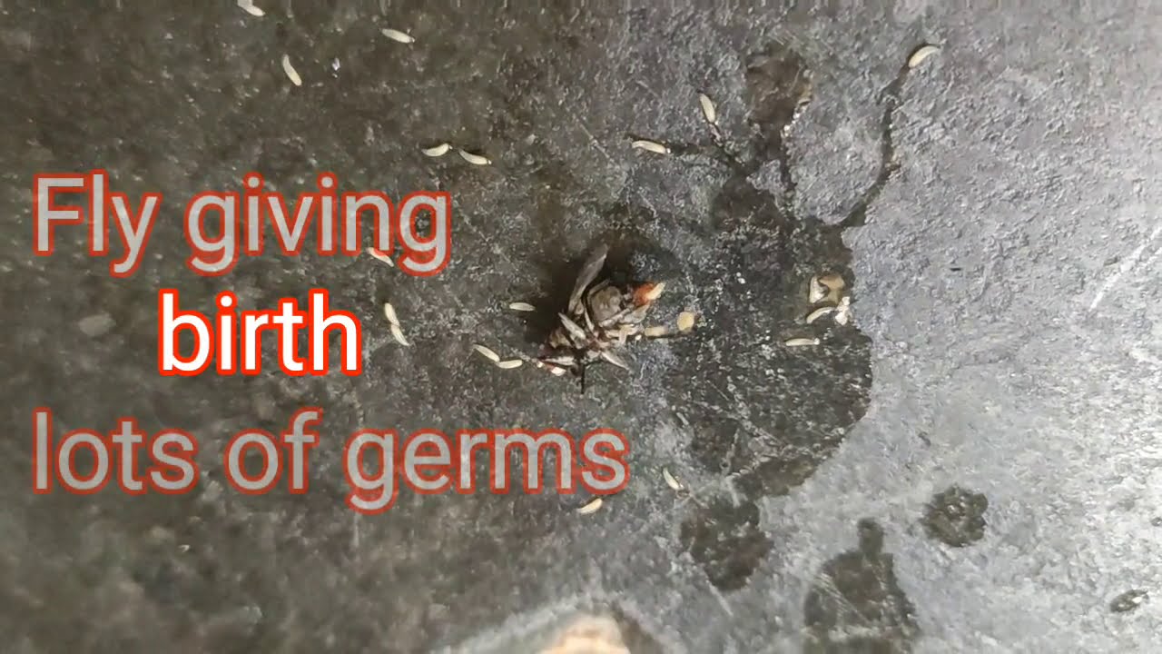 Fly giving lots of germs - YouTube