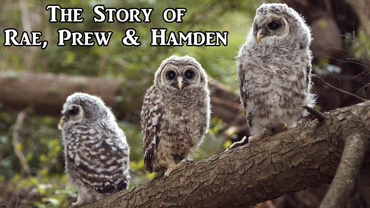 3 Baby Owls Rescued, Rehabbed and Released - A Heartwarming Story ...