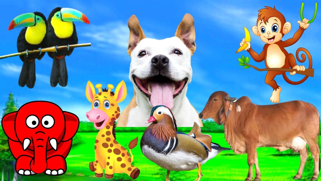 Animals in the zoo: dog, horse, ostrich, sheep, elephants, cows ...