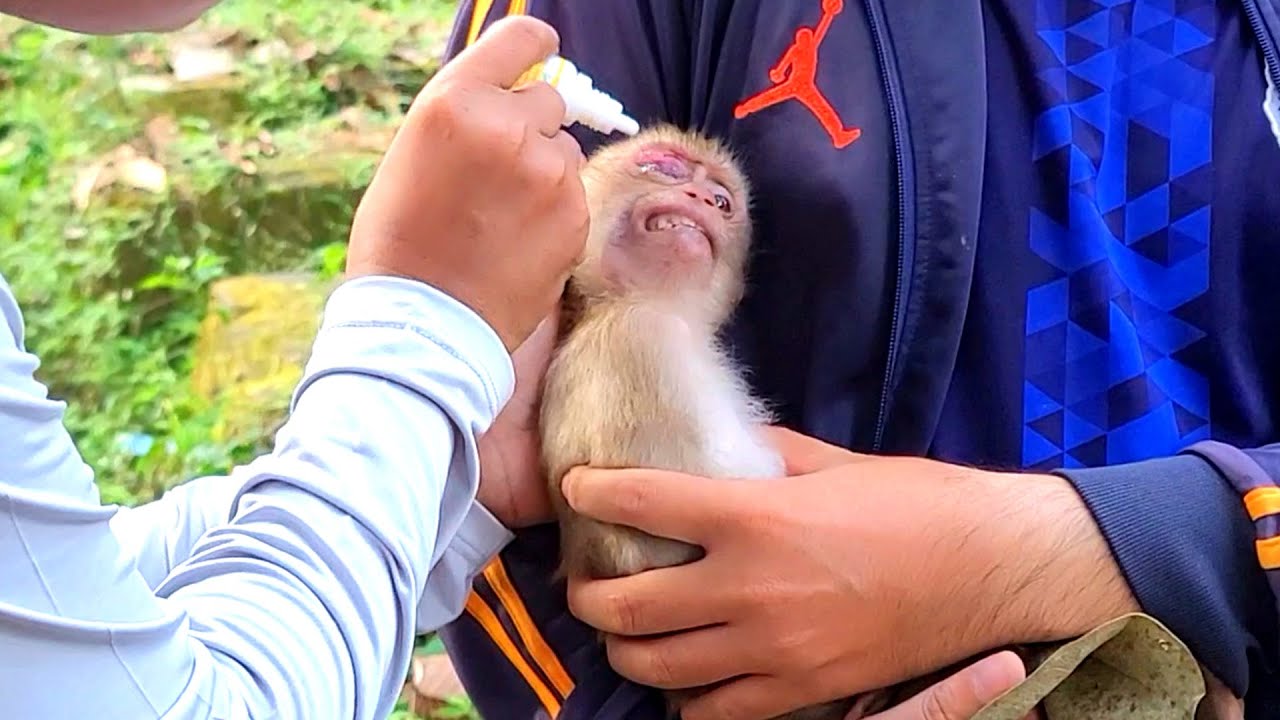 I help apply medicine to Poor monkey Joe - YouTube