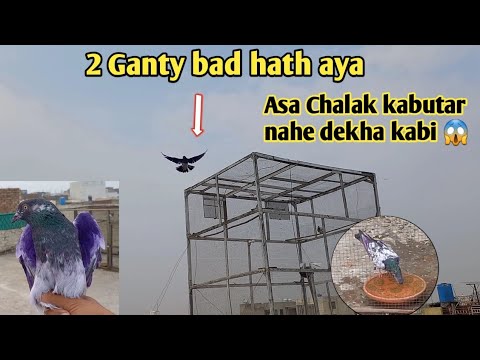 Finally, I catch the clever pigeon after two hours | pigeon trap | how ...