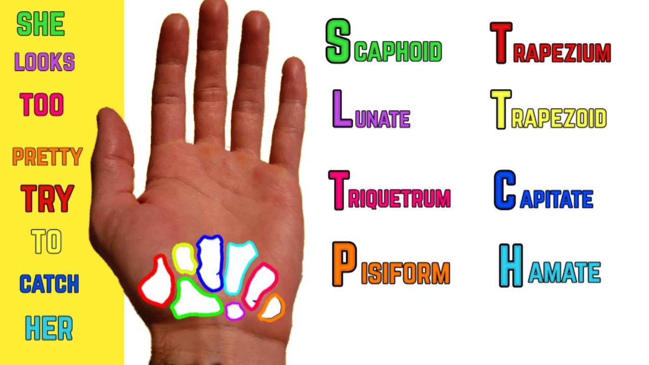 Carpal Bones EASY Mnemonic For Memorizing The 8 Carpals Bones Of The