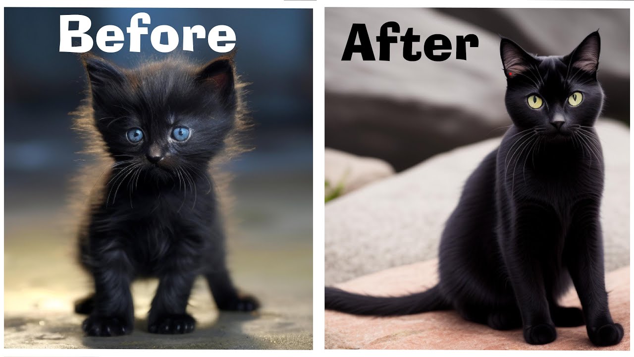 From Cutie to Ferocious: Watch the Fantasy Time Lapse of a Kitten ...