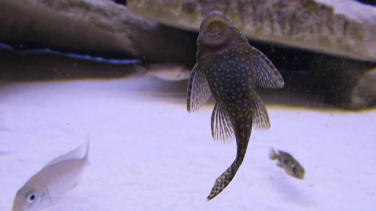 Common plec (2) - YouTube