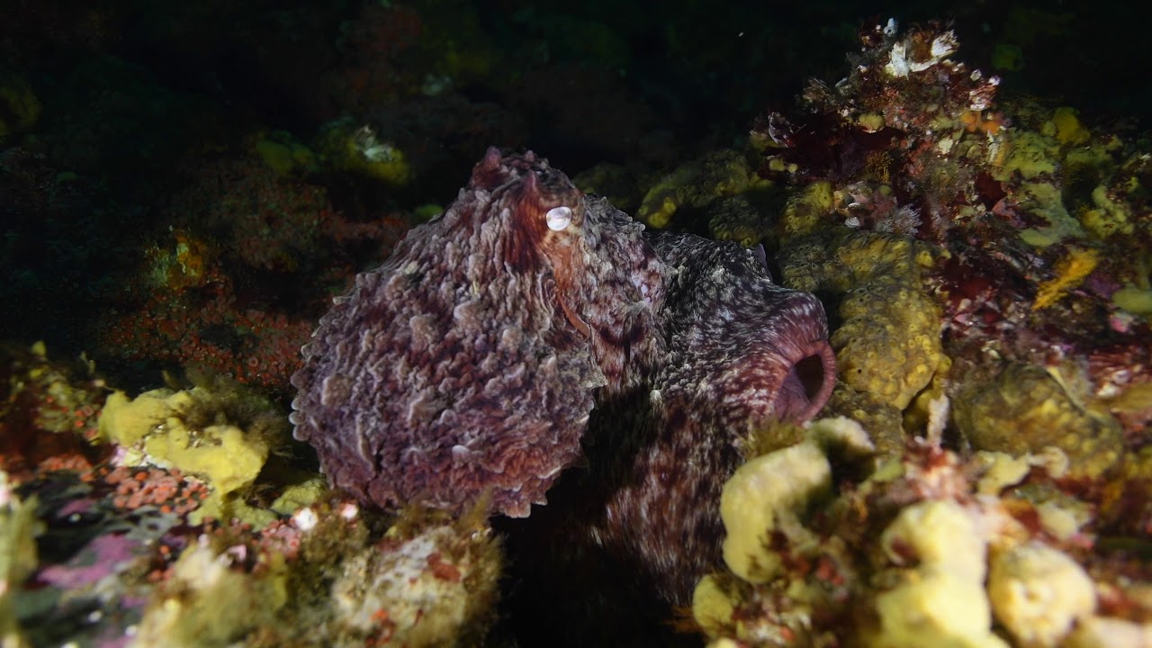 Dive Campbell River - Giant Pacific Octopus - YouTube