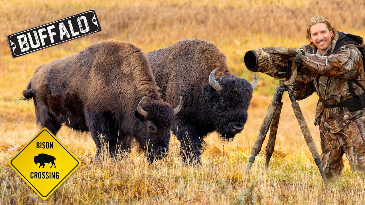 100 bison in Yellowstone National Park pass by me: Incredible wildlife ...