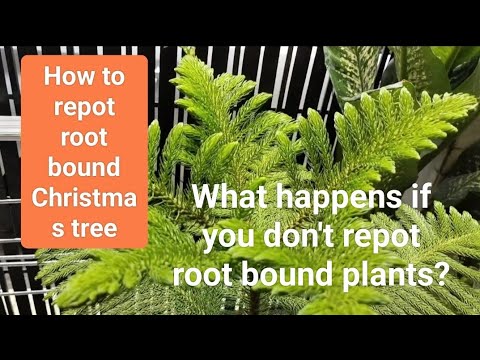 how to report, root bound Christmas tree/A to Z information about this ...