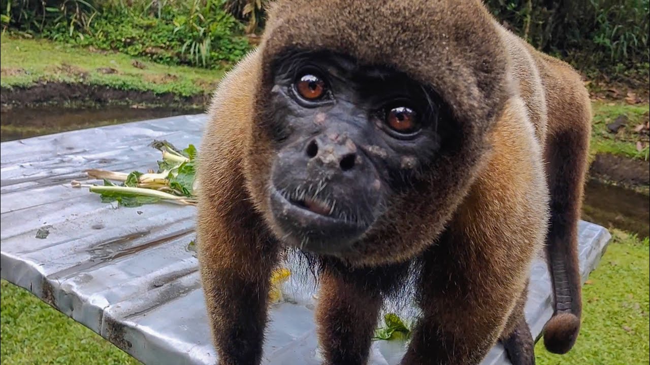 Woolly Monkey Fascinated By The Selfie Mode - YouTube