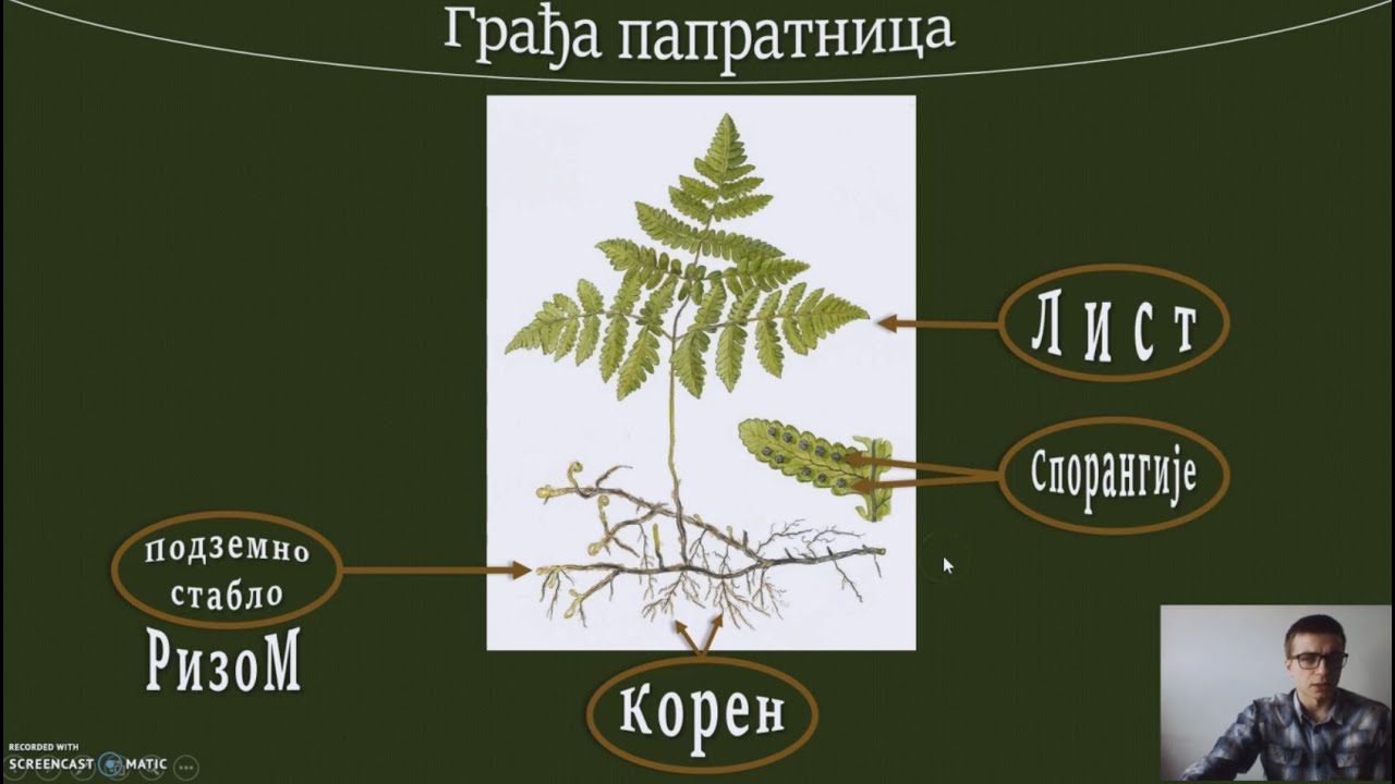 Papratnice - 5. razred; Izokrenuta nastava - YouTube