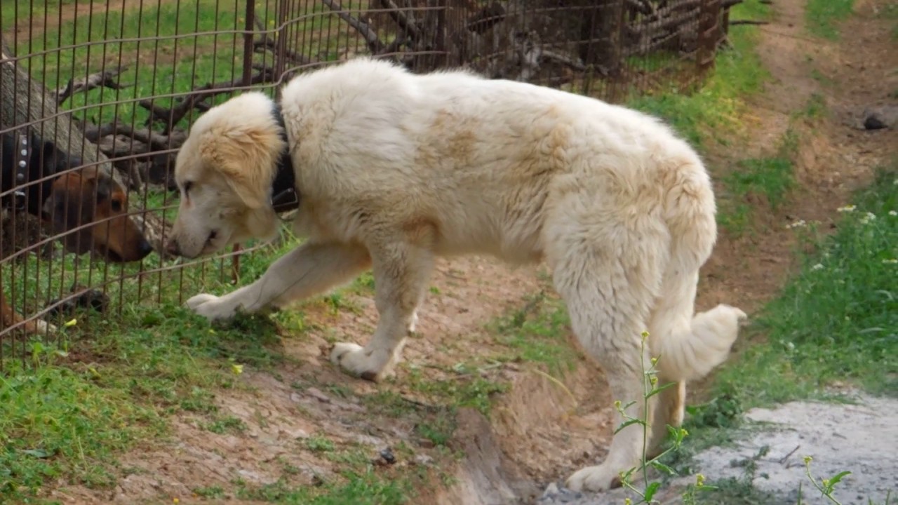 Περσέας Ελληνικός Ποιμενικός | Greek Shepherd Dog - YouTube