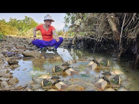 Harvesting large stream fish thanks to the pump that suction water out of the deep puddle. - YouTube
