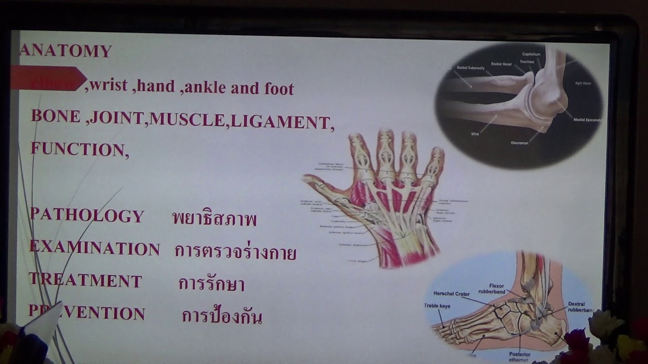 กายวิภาคศาสตร์ เรื่อง elbow,wrist and hand anatomy ตอน ๑ - YouTube