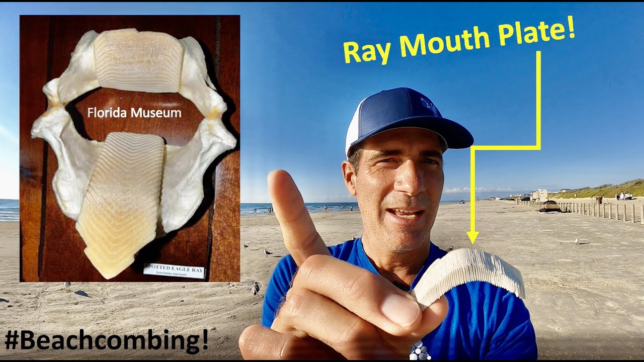 #Beachcombing - Ray Mouth Plate - YouTube