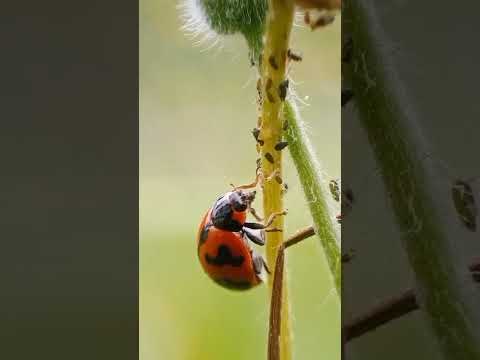 Do Ladybugs Eat Small Ants