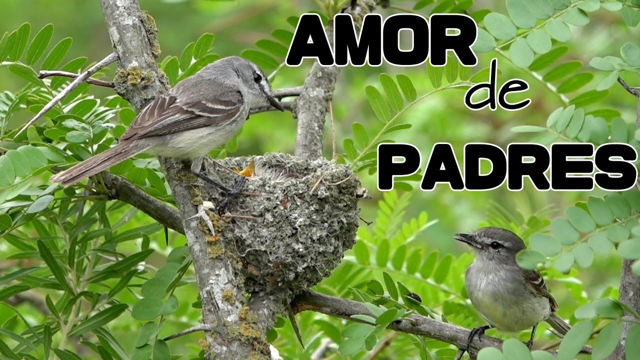 AVES cuidando a sus POLLUELOS / BIRDS taking care of their CHICKS - YouTube