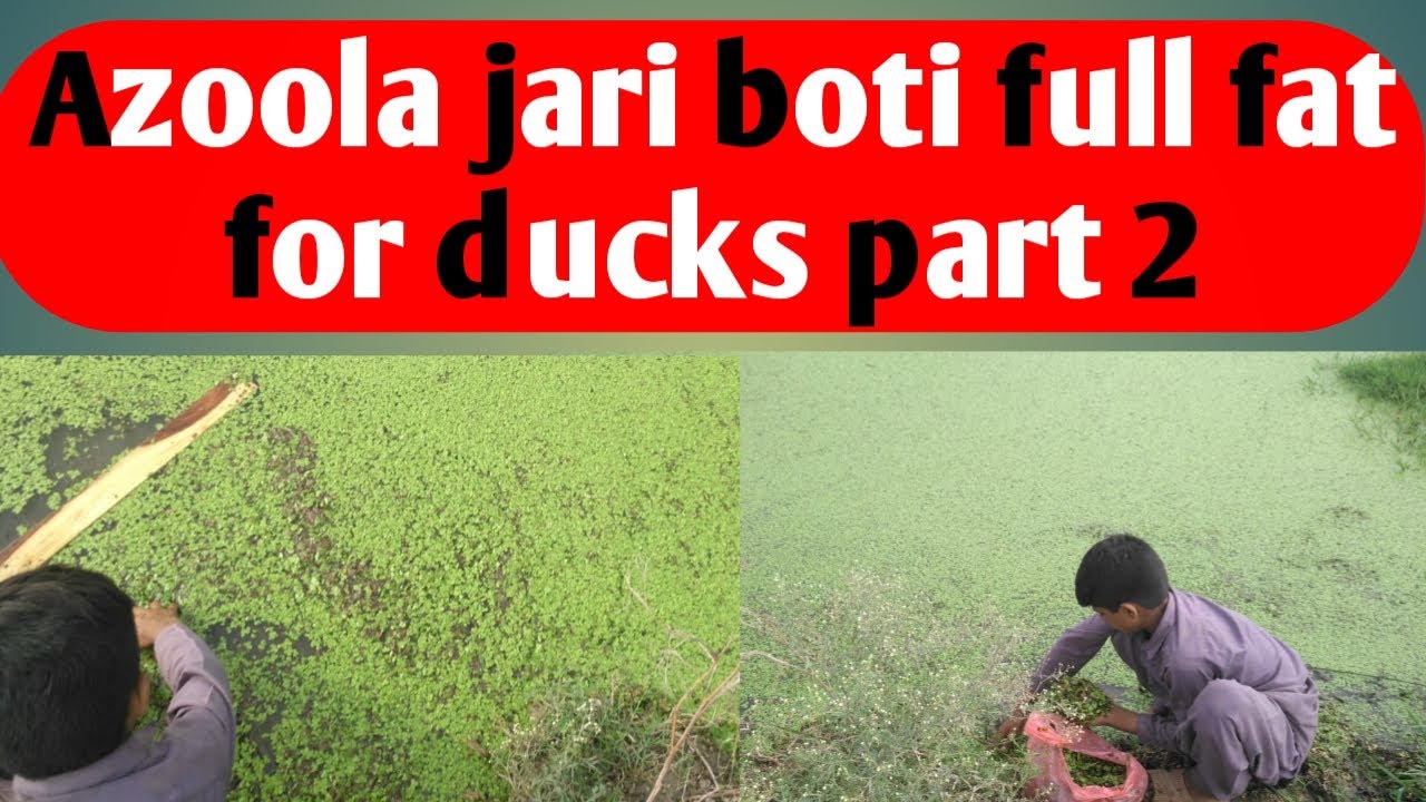 Azoola jari boti full fat for ducks part 2 - YouTube