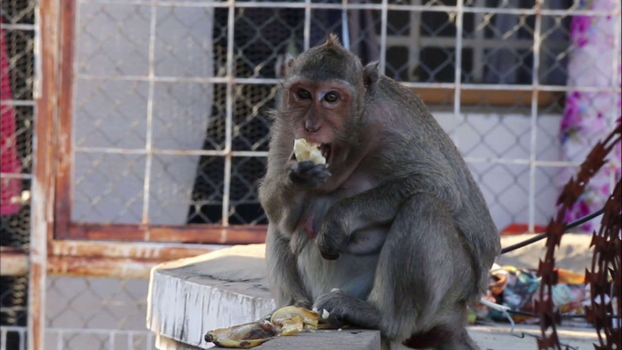 🐒🐒🐒 Monkey Eating banana/ monkeys roam the rooftops of villagers near ...