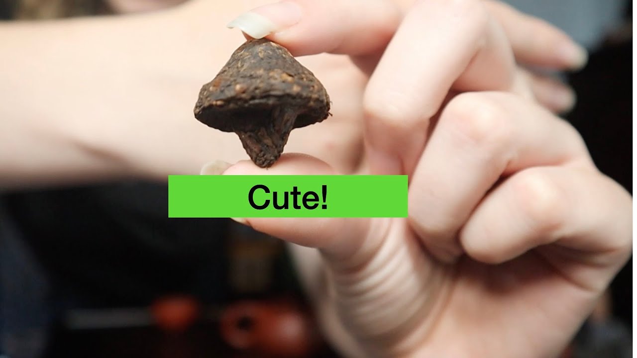 Xiaguan Mini Mushroom Shaped Aged Puerh Tuocha 1995 from Teavivre - YouTube