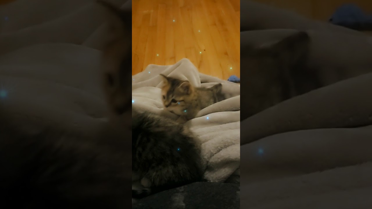 Cute kitty attacks - YouTube