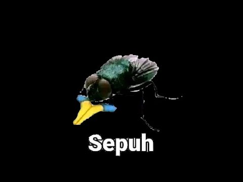 ajarin moba nya kuch justin dong puh - YouTube