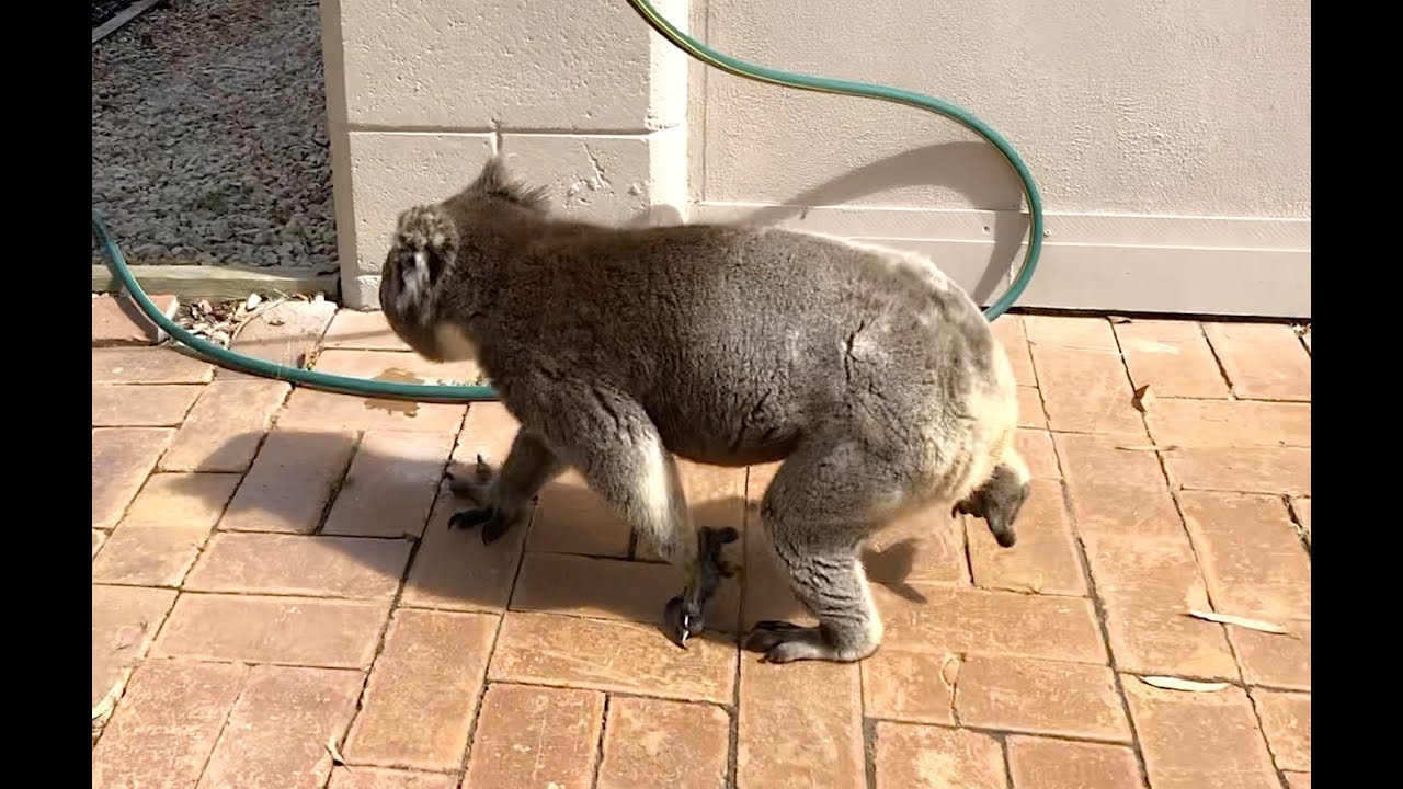 Bumble The Koala - YouTube