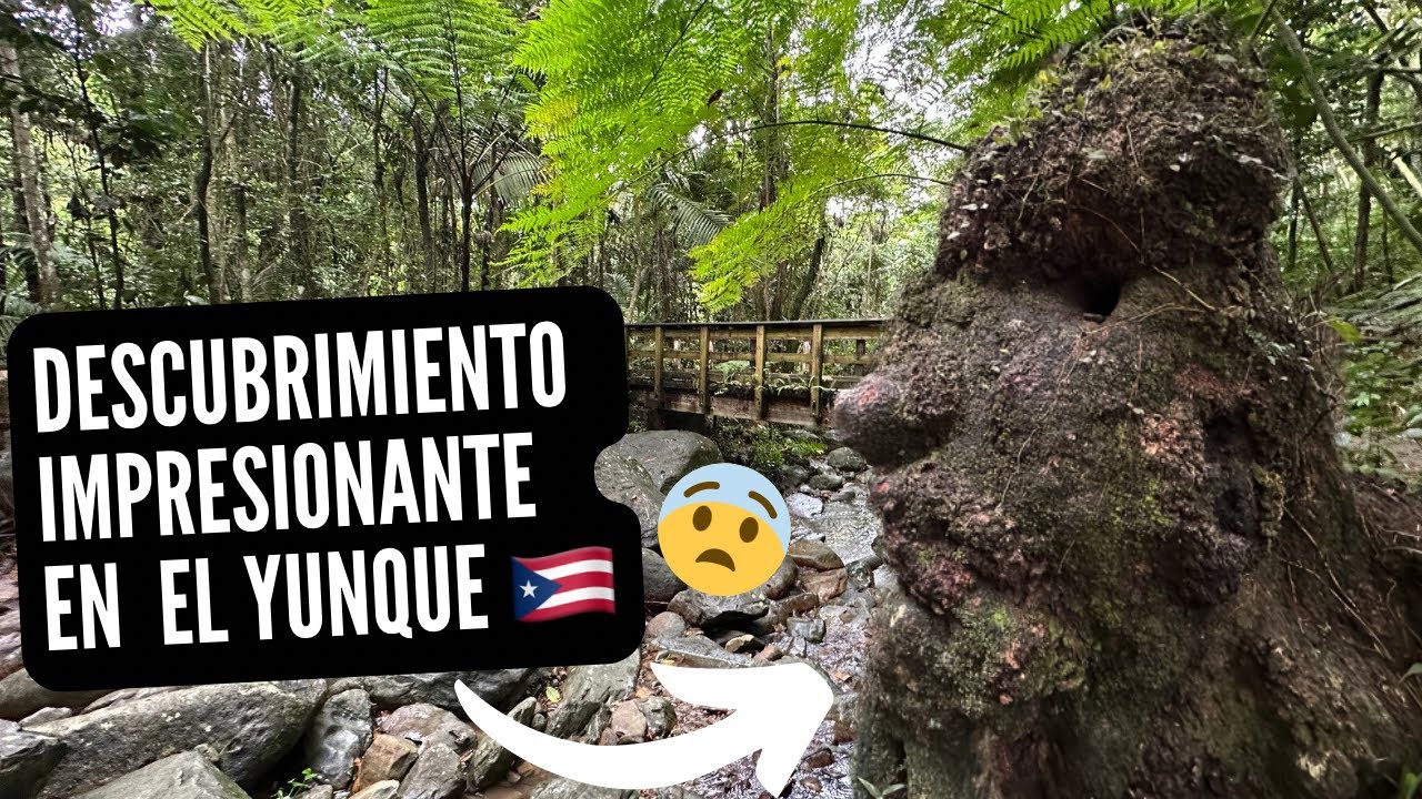DESCUBRIMIENTO IMPRESIONANTE EN EL YUNQUE 😱 | ángelito Trail Puerto ...