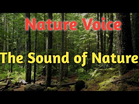 Nature voice(sound of nature) - YouTube