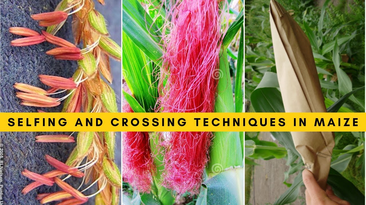 Floral Biology of Maize || Green Revolution - YouTube