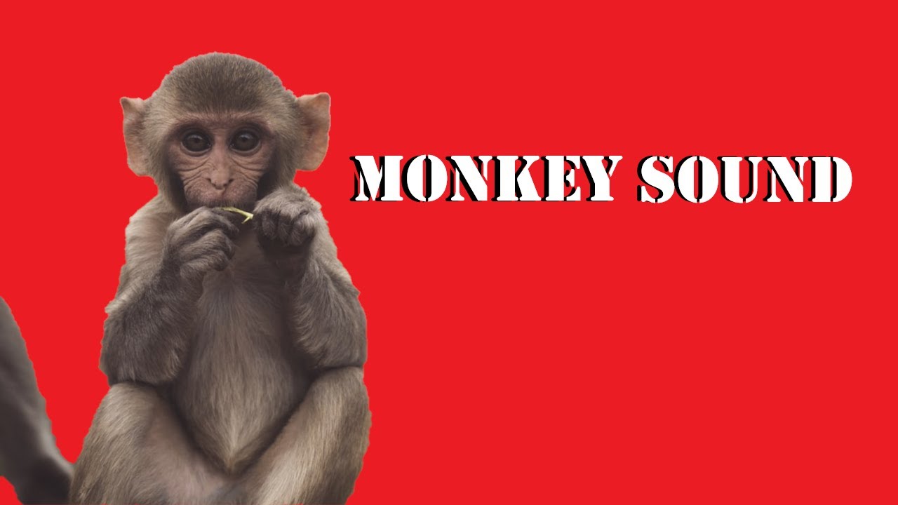 Monkey sound effect 🐵 - YouTube