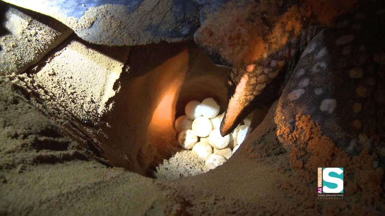 El tinglar: Gigante de los mares (GeoAmbiente) 1/3 - YouTube