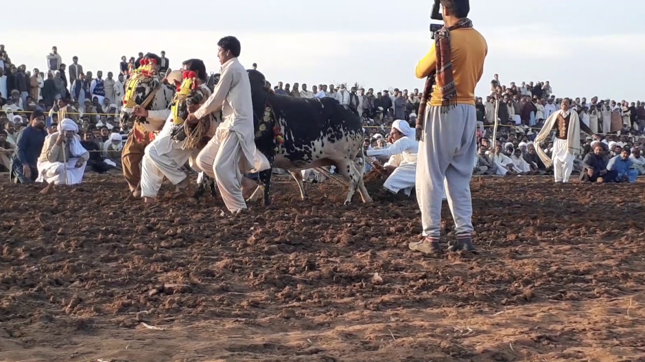 Aaya Laway aala ..bull race in chakwal.2020 - YouTube