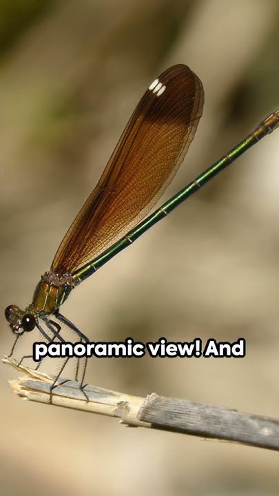 Dragonflies! - YouTube