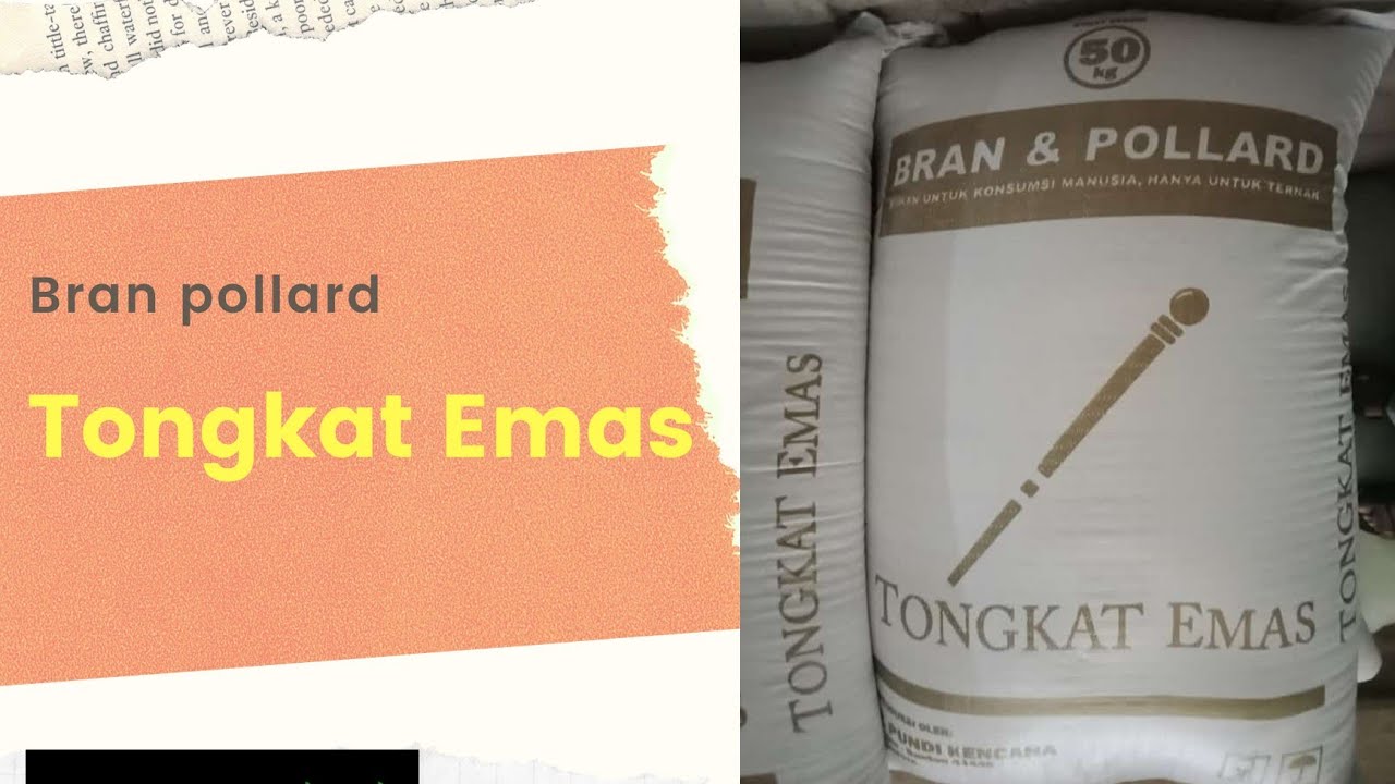 Bentuk Pollard tongkat emas - pakan ternak - YouTube