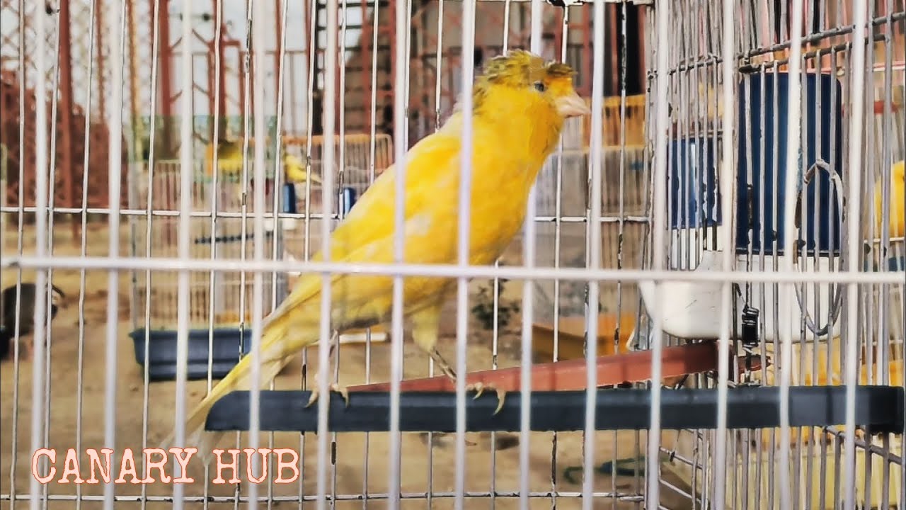 best male crested canary singing / breeding season / mating calls ...
