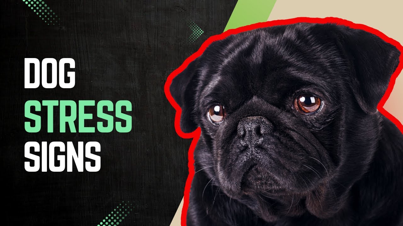 Understanding Dog Stress: Signs and Quick Solutions | Stress in Dogs ...