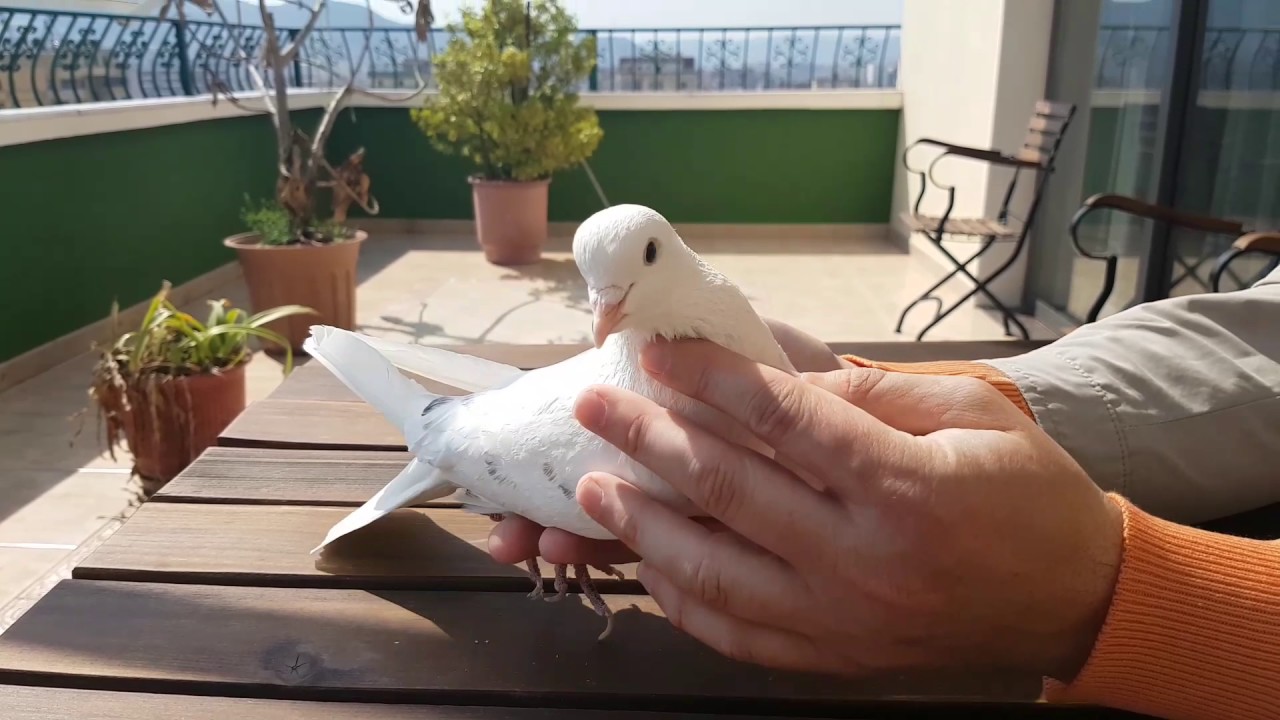 Iranian high flyer pigeon, 9 years old male. - YouTube