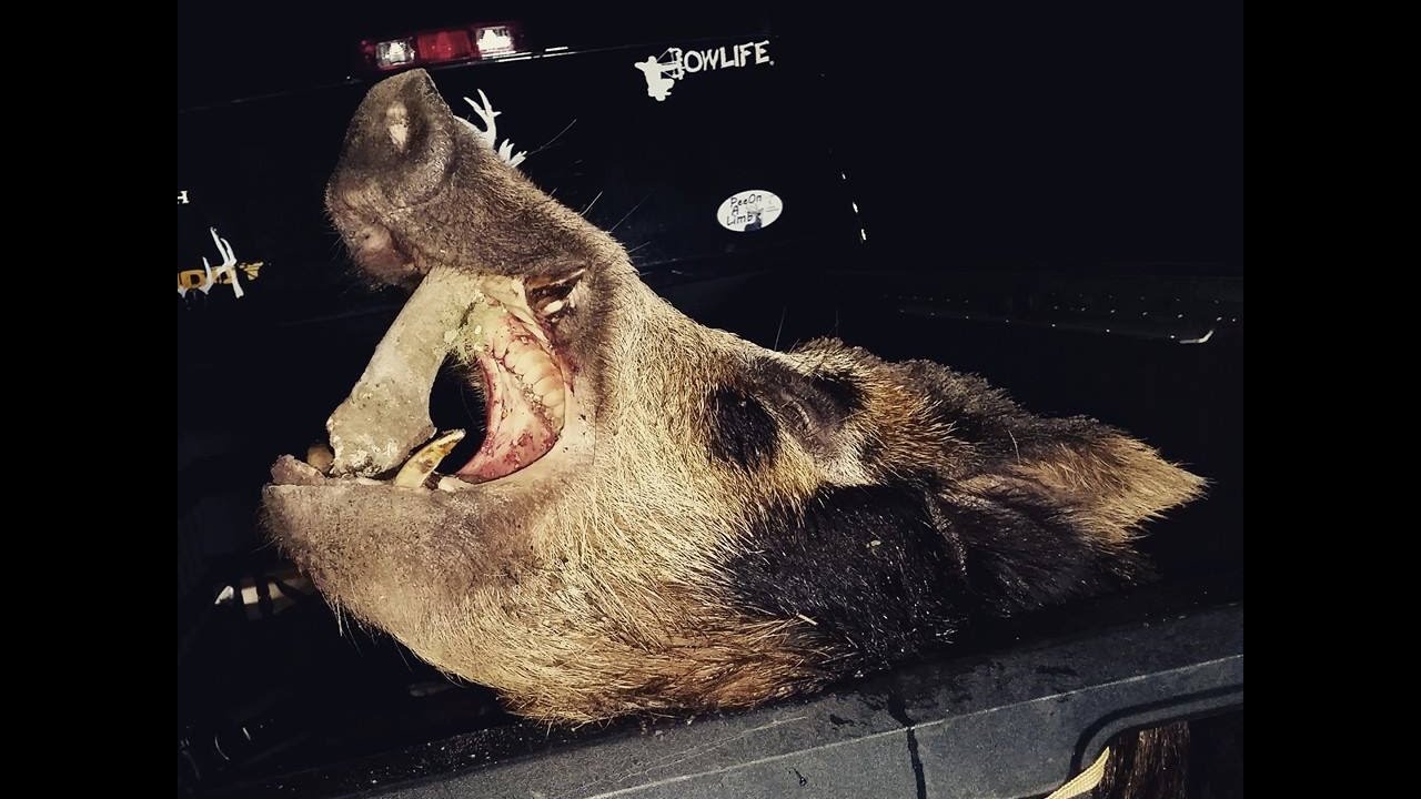 Hog Hunting: Bowhunting Hogzilla - YouTube