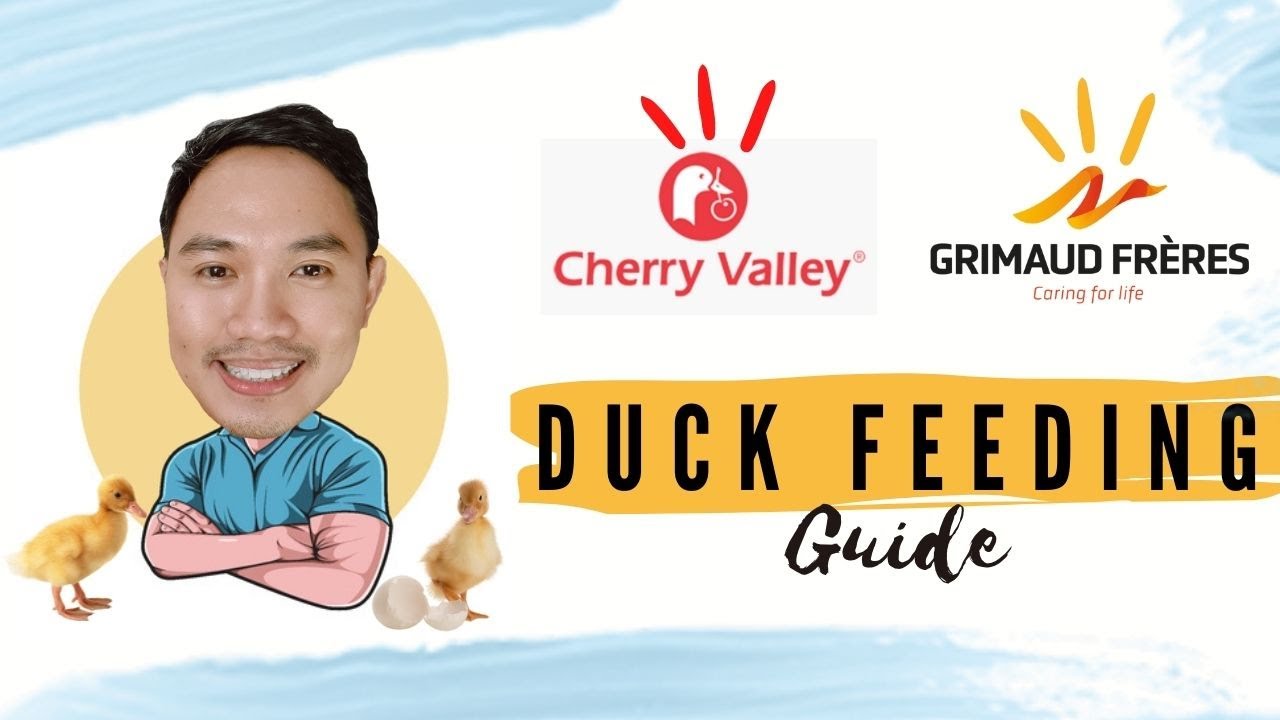 Cherry Valley Ducks and Grimaud Feed Guide | Philippines Pekin Duck ...