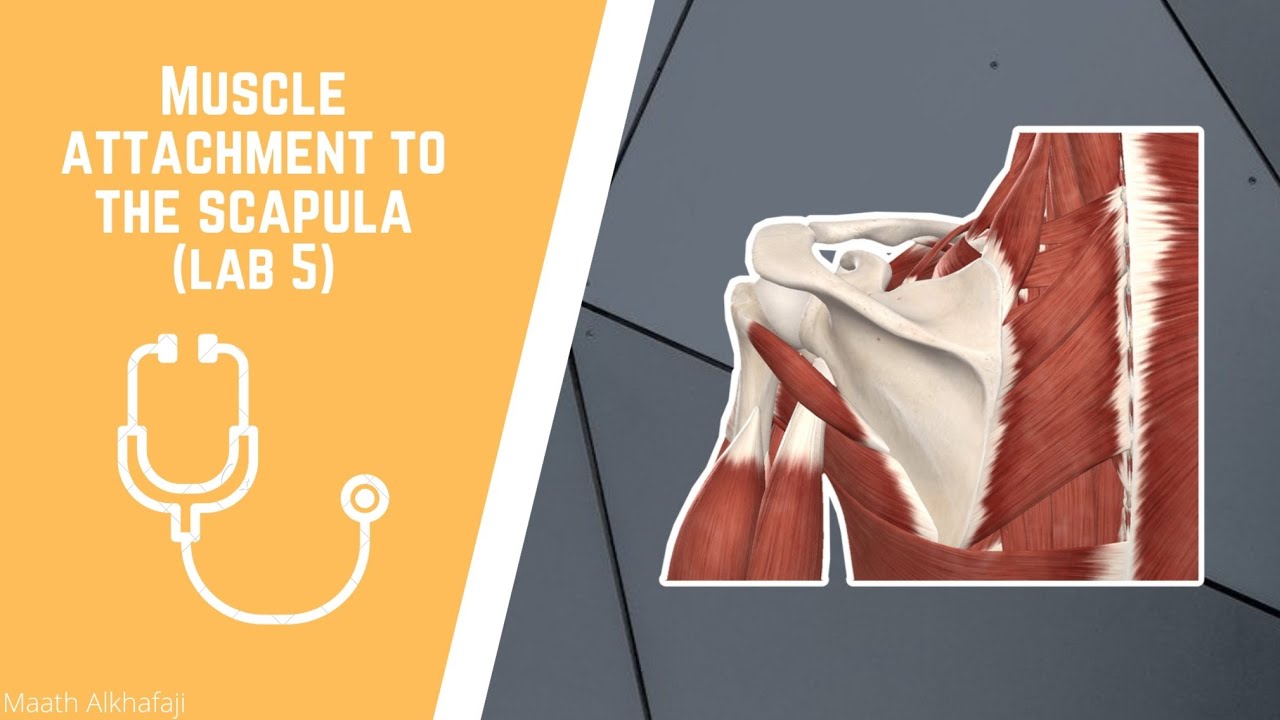 Muscle Attachment to The Scapula (lab 5) - YouTube