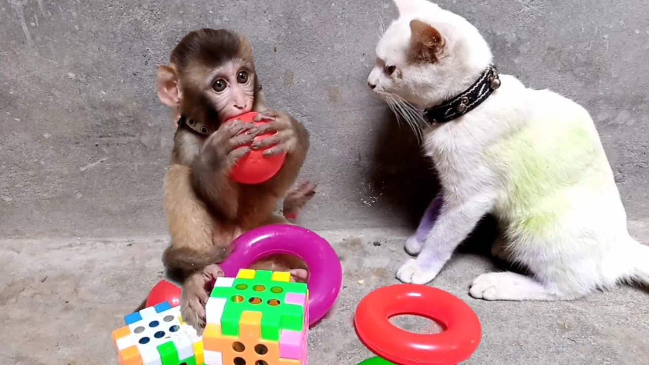 cute and funny baby monkey playing with toys - YouTube