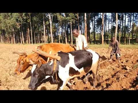 Ox drawn plough. Do oxen push or pull it? - YouTube